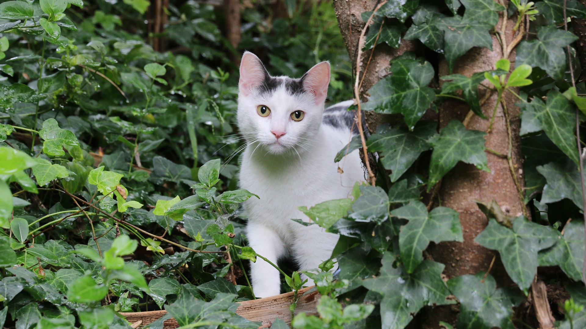 My Cats – Stuart Christensen