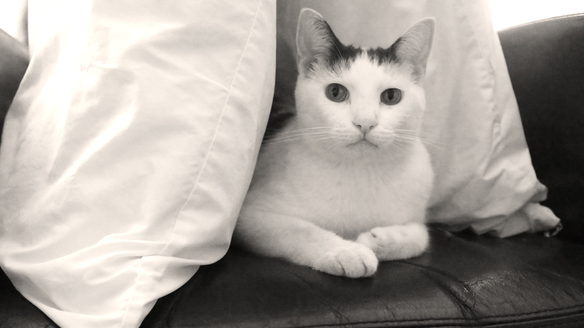 My Cats – Stuart Christensen